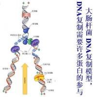DNA复制_360百科