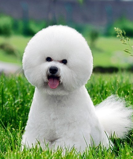 比熊犬_360百科